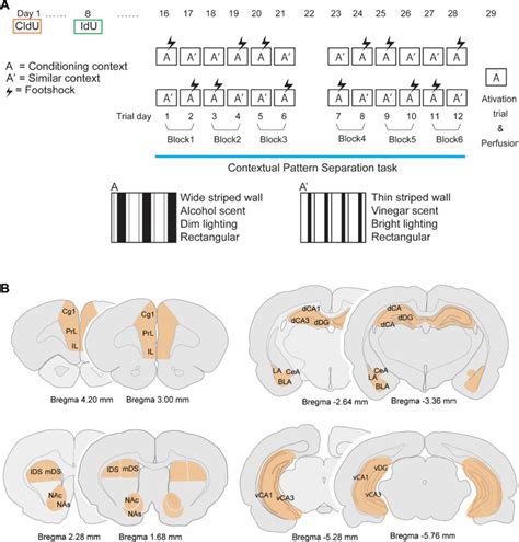 Sex Differences In Contextual Pattern Separation Neurogenesis And Functional Connectivity