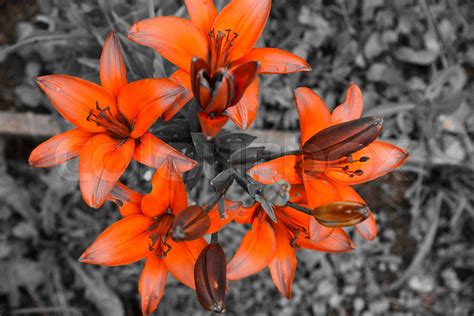 Lily Bloom Effect Stock Image Colourbox