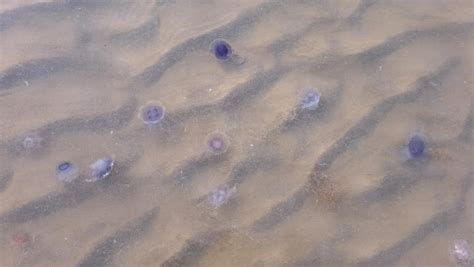 Opletten Aan De Kust Honderden Kleine Kwallen Spoelen Aan Kwbe