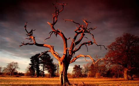 Притча о самоконтроле: сухая ветка - Мудрые и короткие притчи