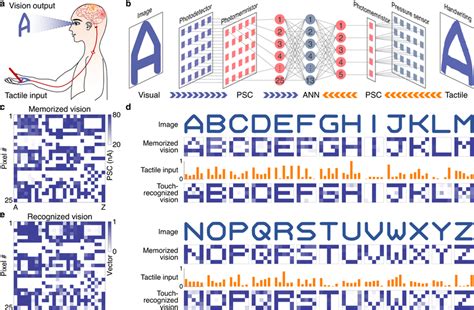 tactile visual crossmodal recognition a illustration of the human download scientific diagram