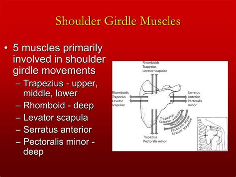 Ppt Chapter 4 The Shoulder Girdle Powerpoint Presentation Free