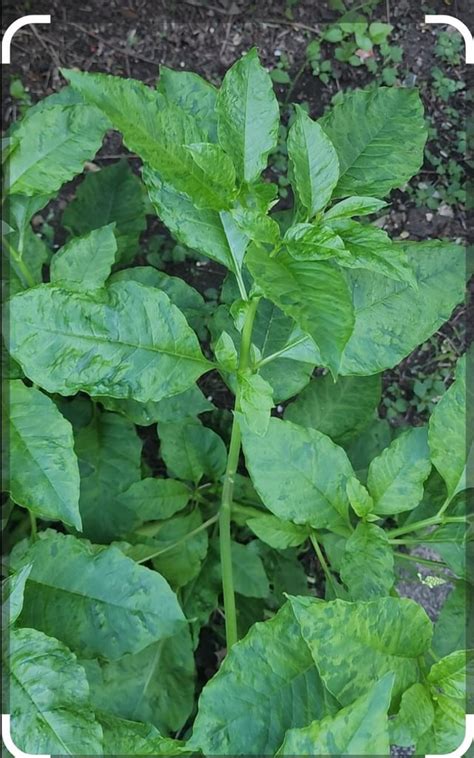 Could Someone Help Me Identify This Plant Rgardening