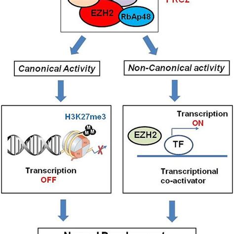 List Of Ezh2 Regulated Genes Download Table