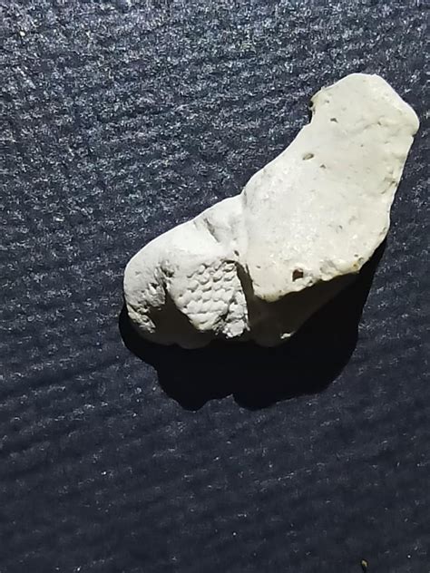 Imprint Of A Fossil From The Isle Of Wight R Fossilid