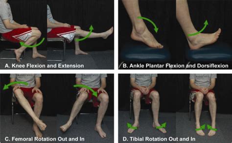 Flexion And Extension Of The Knee