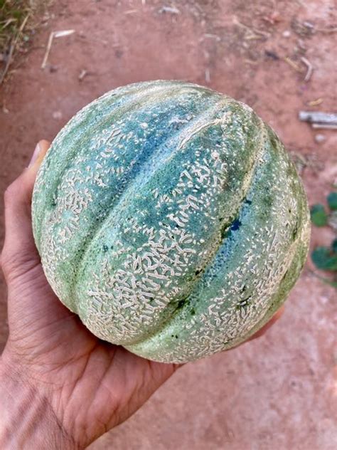 Oka Melon Vibrant Earth Seeds