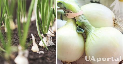 Як доглядати за цибулею як отримати щедрий та здоровий урожай цибулі