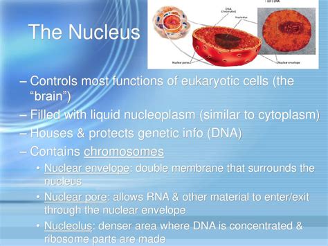 Cell Structure And Function Ppt Download