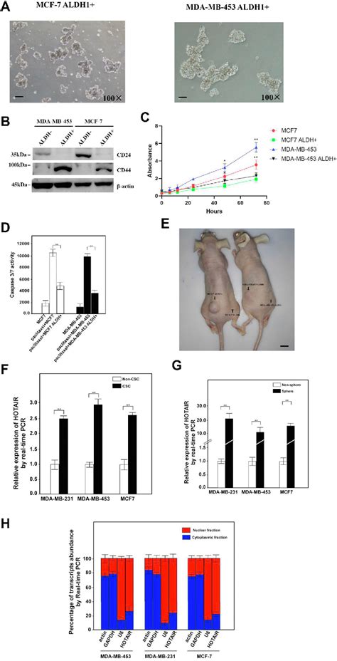 Figure From Long Noncoding RNA HOTAIR Regulates The Stemness Of Breast Cancer Cells Via
