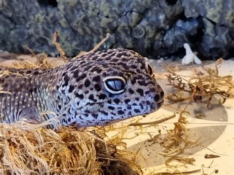 Does anyone know what morph my leopard gecko is? : r/LeopardGecko