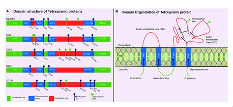 Tetraspanin Structural Organization And Domain Analysis From Download Scientific Diagram