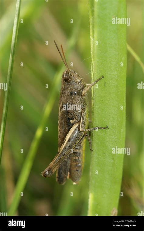 Natural Vertical Closeup On The Brown Colored Bow Winged Grasshopper