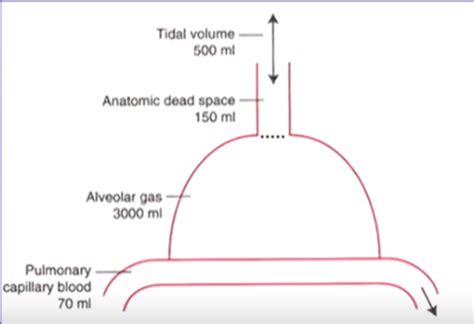 24 Ventilation Perfusion Ratios Flashcards Quizlet
