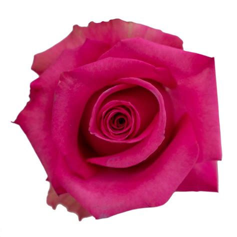 Cotton Candy Riverdale Farms