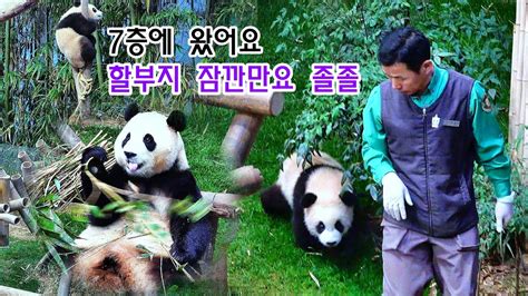 루이바오 후이바오 너 왜 할부지 졸졸 따라오니 퇴근길 효도 할게요 Youtube