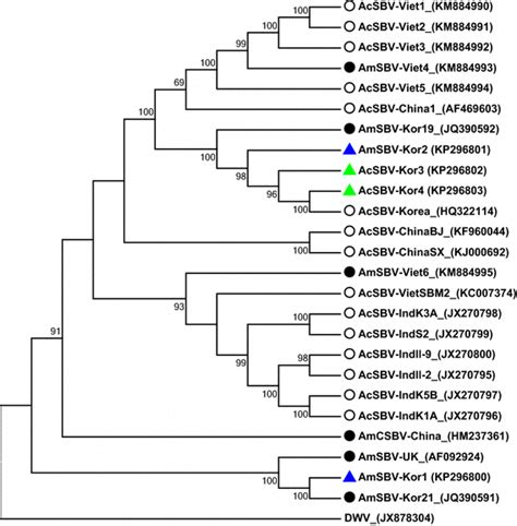 Sacbrood Virus Phylogenetic Relationship Inferred From The Completed Download Scientific