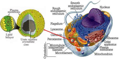 The Fundamental Unit Of Life CBSE Class Science Notes Chapter