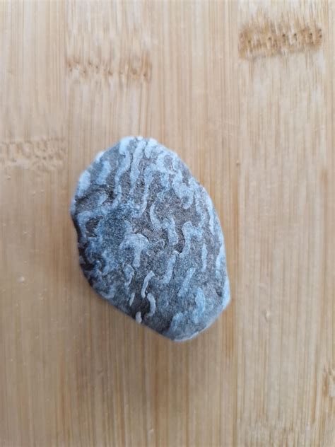 Possible Coral Fossil R Fossilid