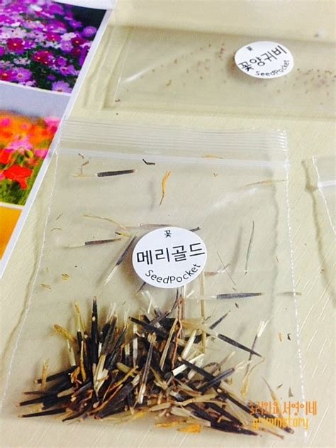 다이소 씨앗세트 메리골드 꽃양귀비 코스모스 네이버 블로그 다이소 씨앗세트 메리골드 꽃양귀비 코스모스 네이버 블로그