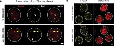 Fish Vs Immunofluorescence At Caitlin Gilles Blog
