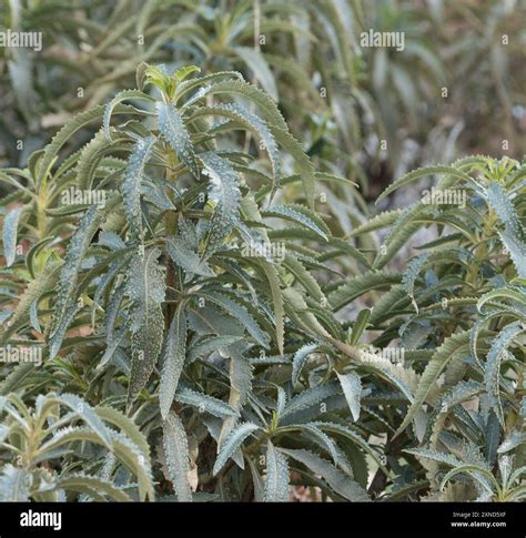 Hairy Yerba Santa Eriodictyon Trichocalyx Trichocalyx Plantae Stock