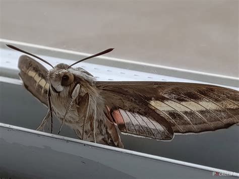 Asus Zenfone Review Flippin Heck Pocket Lint