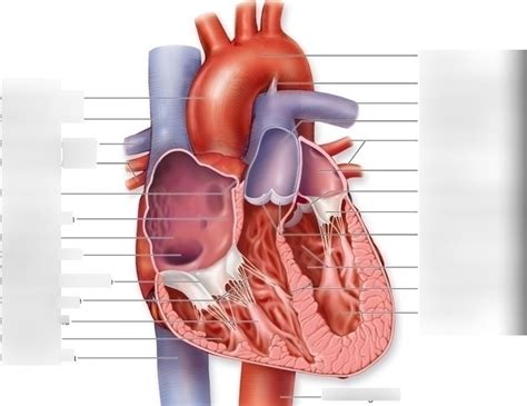 Chapter 11 Diagram Quizlet