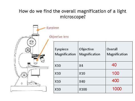 Microscope Conversion Table At Patricia Madden Blog