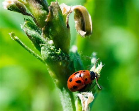 Ladybug Insect On A Green Leaf Insect Concept Stock Image Image Of