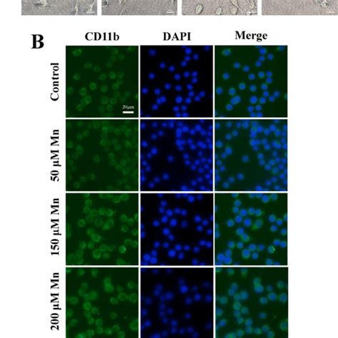 Effect Of Mncl2 On Bv2 Microglial Cells Morphology The Normal