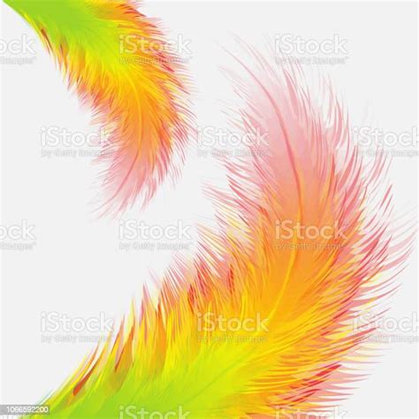 아름 다운 화려한 크고 작은 현실적인 새 깃털 흰색 배경에 고립 벡터 일러스트입니다 사육제에 대한 스톡 벡터 아트 및 기타 이미지 사육제 깃털 0명 Istock