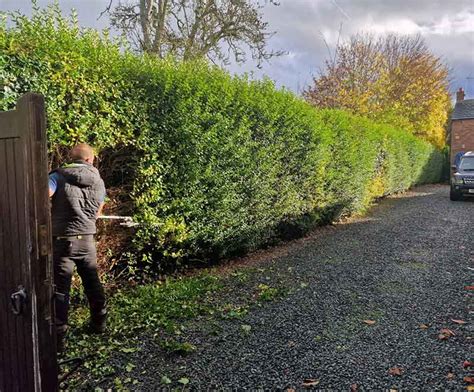 Gallery Ace Tree Services