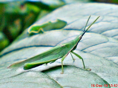 Belalang Hijau Vegetable Grasshopper Atractomorpha Crenulata