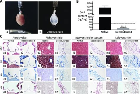 Decellularization Yield Of Whole Rat Hearts A Macroscopic View Of