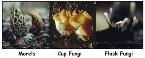 Chapter 12 The Eukaryotes Fungi Algae Protozoa And Helminths Flashcards Quizlet