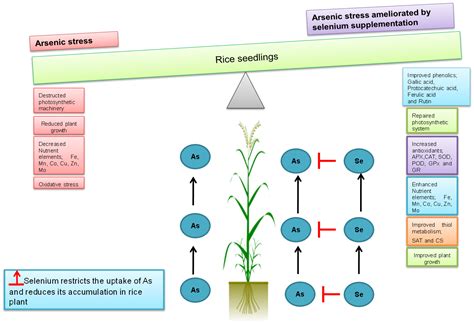 How Selenium Tolerates Arsenic Toxicity In Rice Plant Role Of