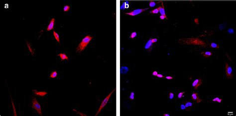 Differentiation Of Wj Mscs Along The Endothelial Lineage A Wj Mscs