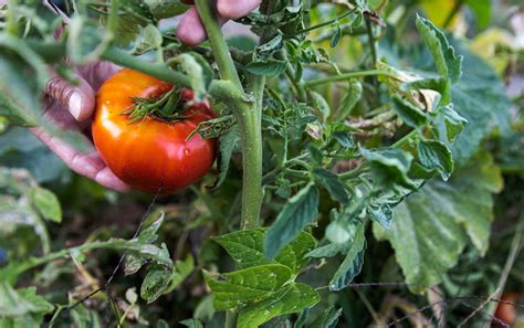 Determinate Vs Indeterminate Tomatoes Denver Urban Gardens