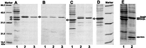 Sds Page Analysis Of Outer Membrane Fractions Of Prey Bacteria And B Download Scientific