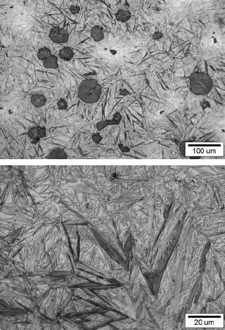 The Microstructure Of As Cast Ductile Iron A X50 B X500