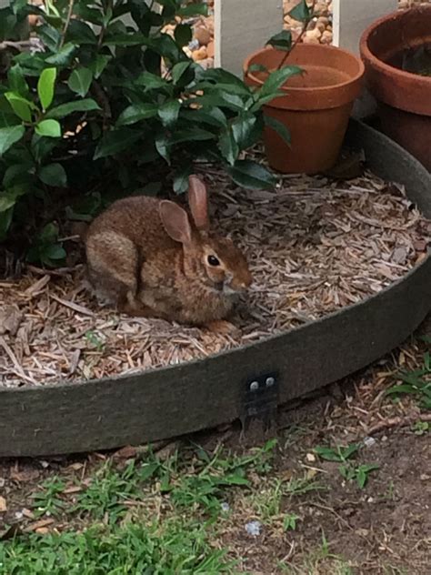 My Back Yard Bunnie Backyard Bunny Yard