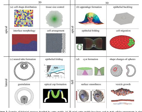 Figure From Vertex Models From Cell Mechanics To Tissue Morphogenesis Semantic Scholar