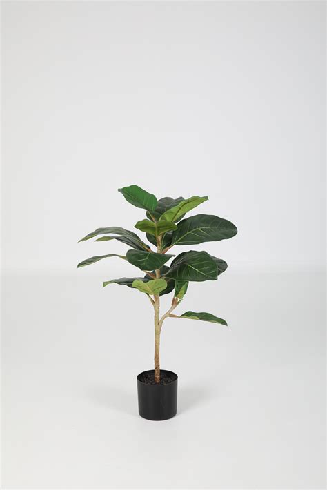 Ficus Elastica 66cm Diseno Floral Ficus Elastica 66cm Diseno Floral