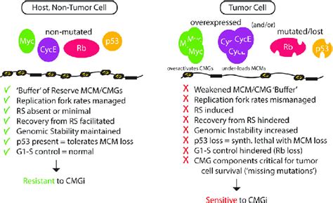 rationale for targeting mcms cmgs with anti cancer drugs deficiencies