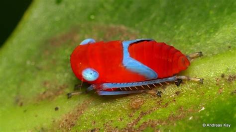 Leafhopper Nymph On Green Leaf