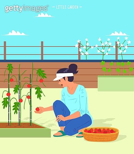 사람 취미 원예 레저활동 도시텃밭 정원 방울토마토 토마토 수확 이미지 Jv12388608 게티이미지뱅크