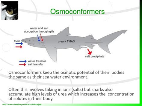 Water Balance An Introduction To Osmosis Osmoconformers Osmoregulators Ppt Download
