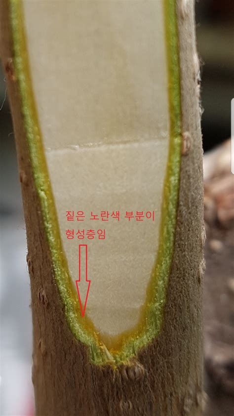 나무 줄기의 형성층 부름켜 에 대하여 네이버 블로그