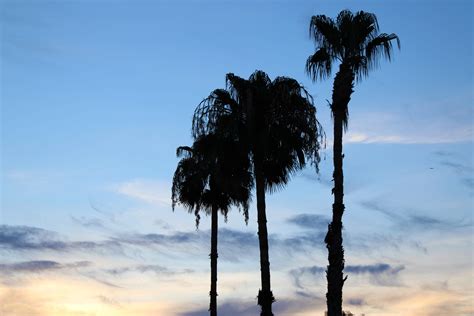 Wallpaper Palm Trees Silhouettes Trees Clouds Sky HD Widescreen